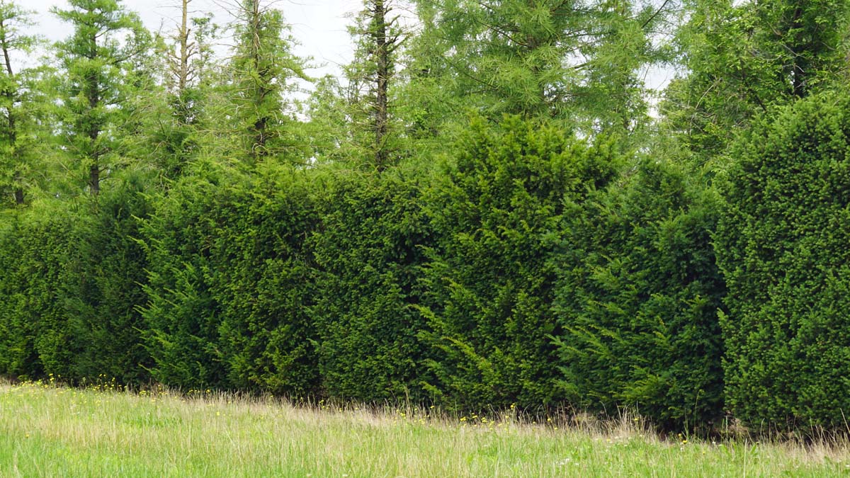 Grote bomen | Volwassen exemplaren | denmulderboomteelt.com