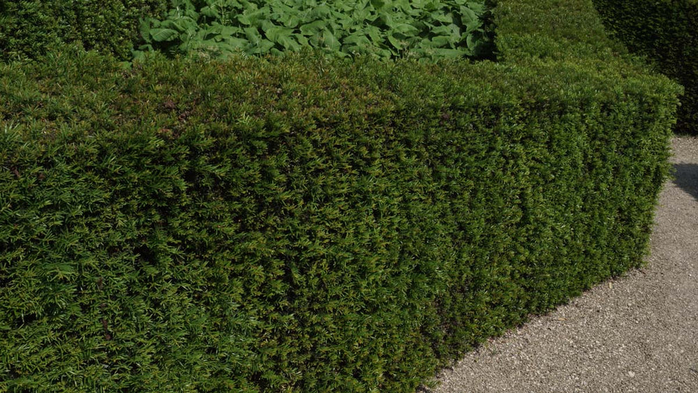 Haagplanten | Groot assortiment | Den Mulder