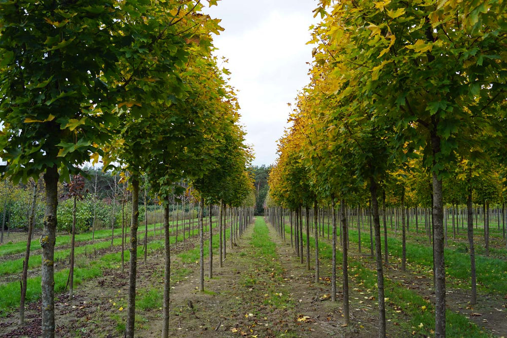 Groenblijvende bomen | voor elke tuin | denmulderboomteelt.com