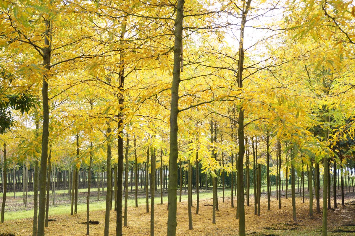 Grote bomen | Volwassen exemplaren | denmulderboomteelt.com