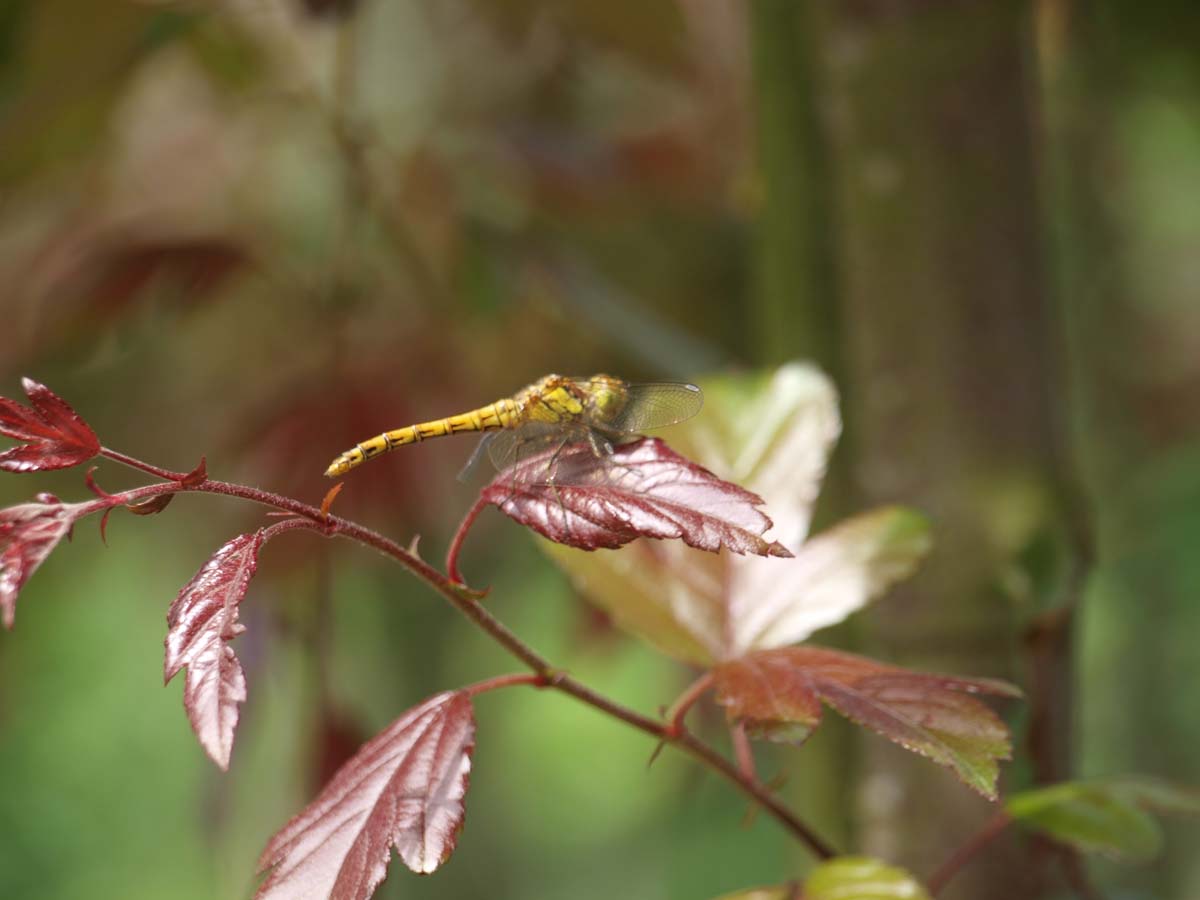 Biodiversitätsbäume in Ihrem Garten | Bestellung direkt beim Baumschule