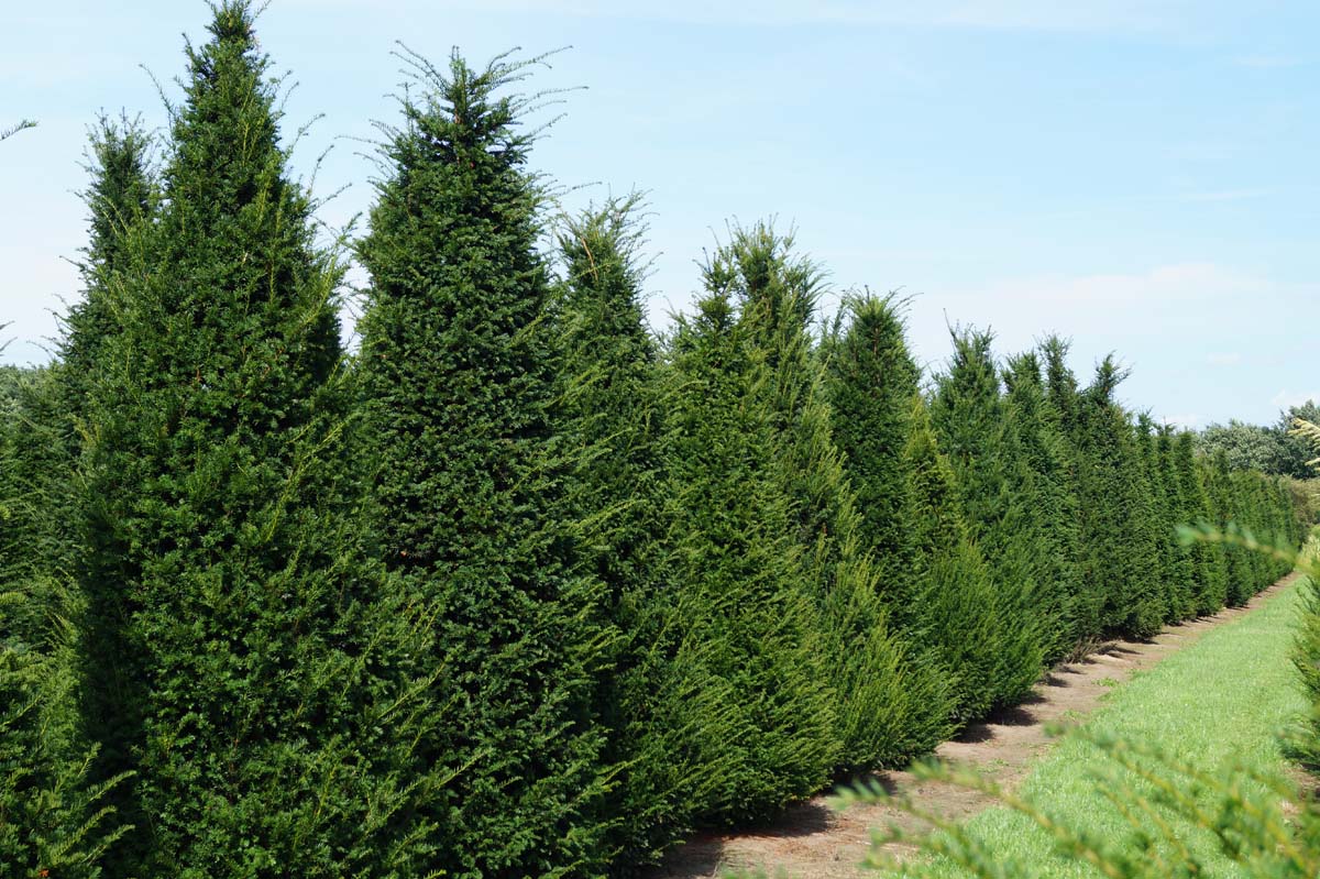 Taxus coniferen planten in je tuin | Bestel ze online