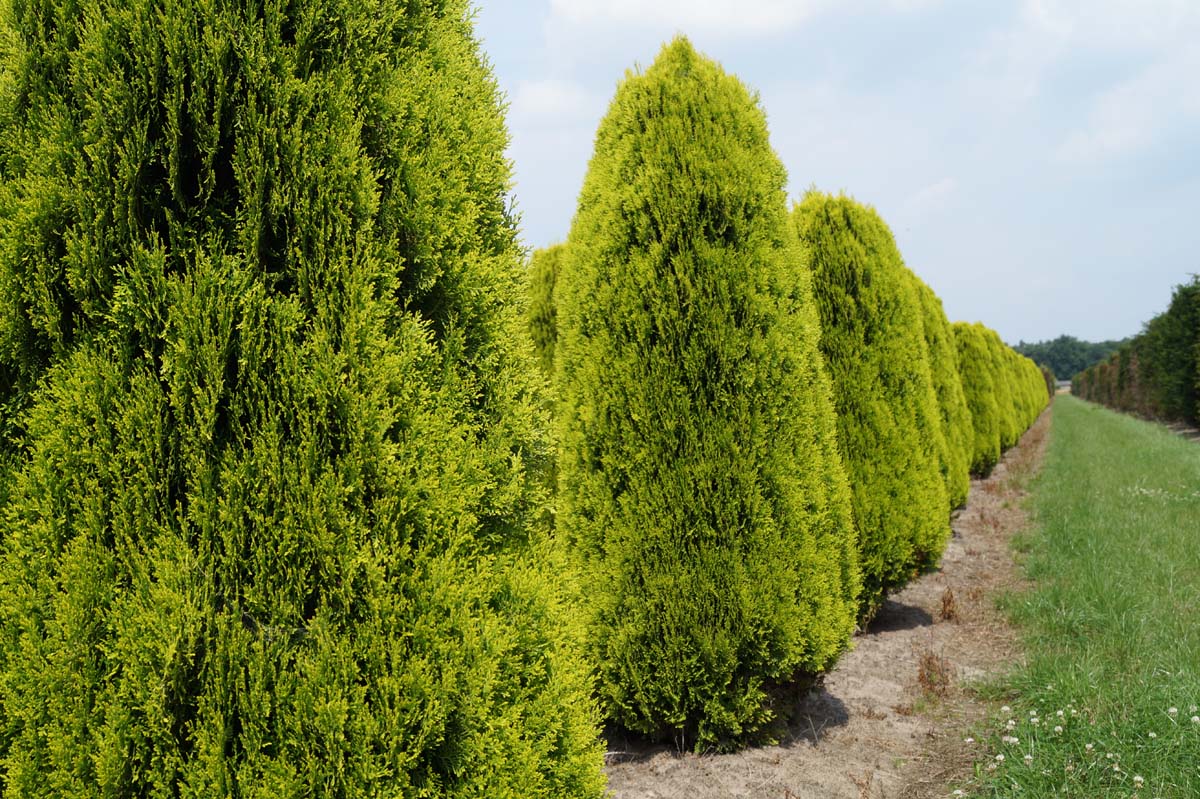 Thuja coniferen in alle soorten en maten | Den Mulder Boomteelt