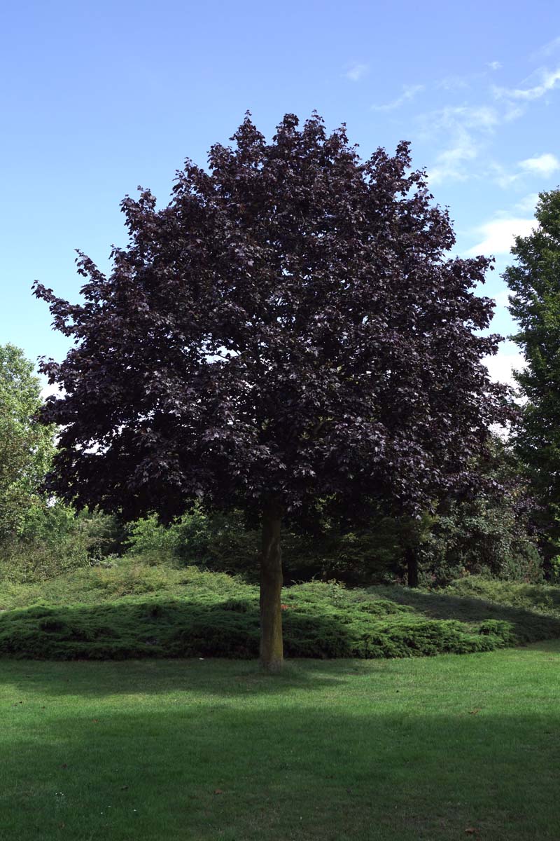 Acer platanoides 'Royal Red' op stam