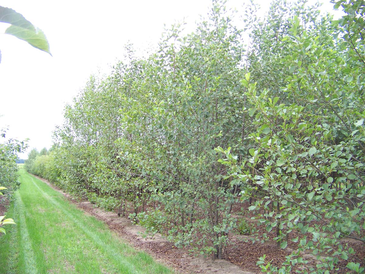 Alnus glutinosa meerstammig / struik