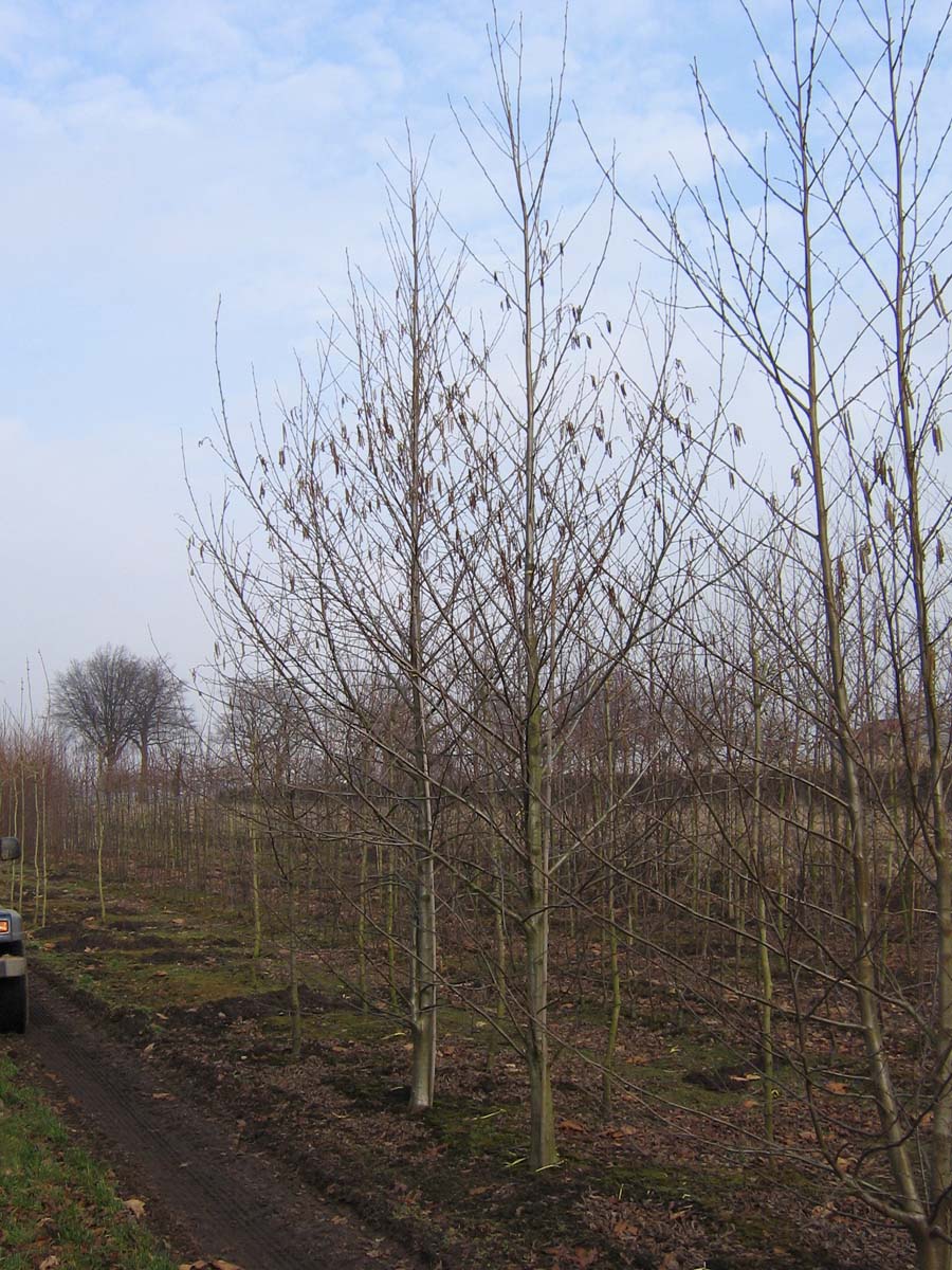 Alnus incana solitair