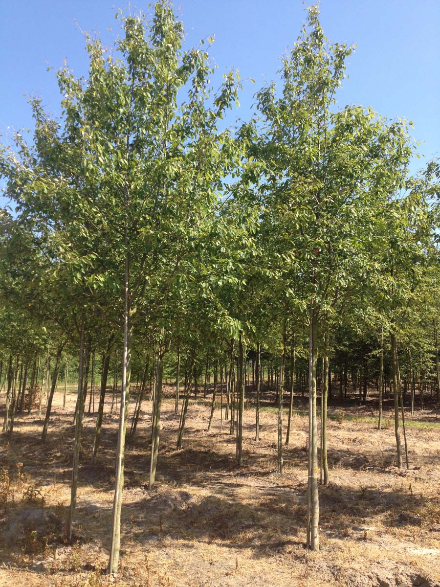 Amelanchier arborea 'Robin Hill' op stam