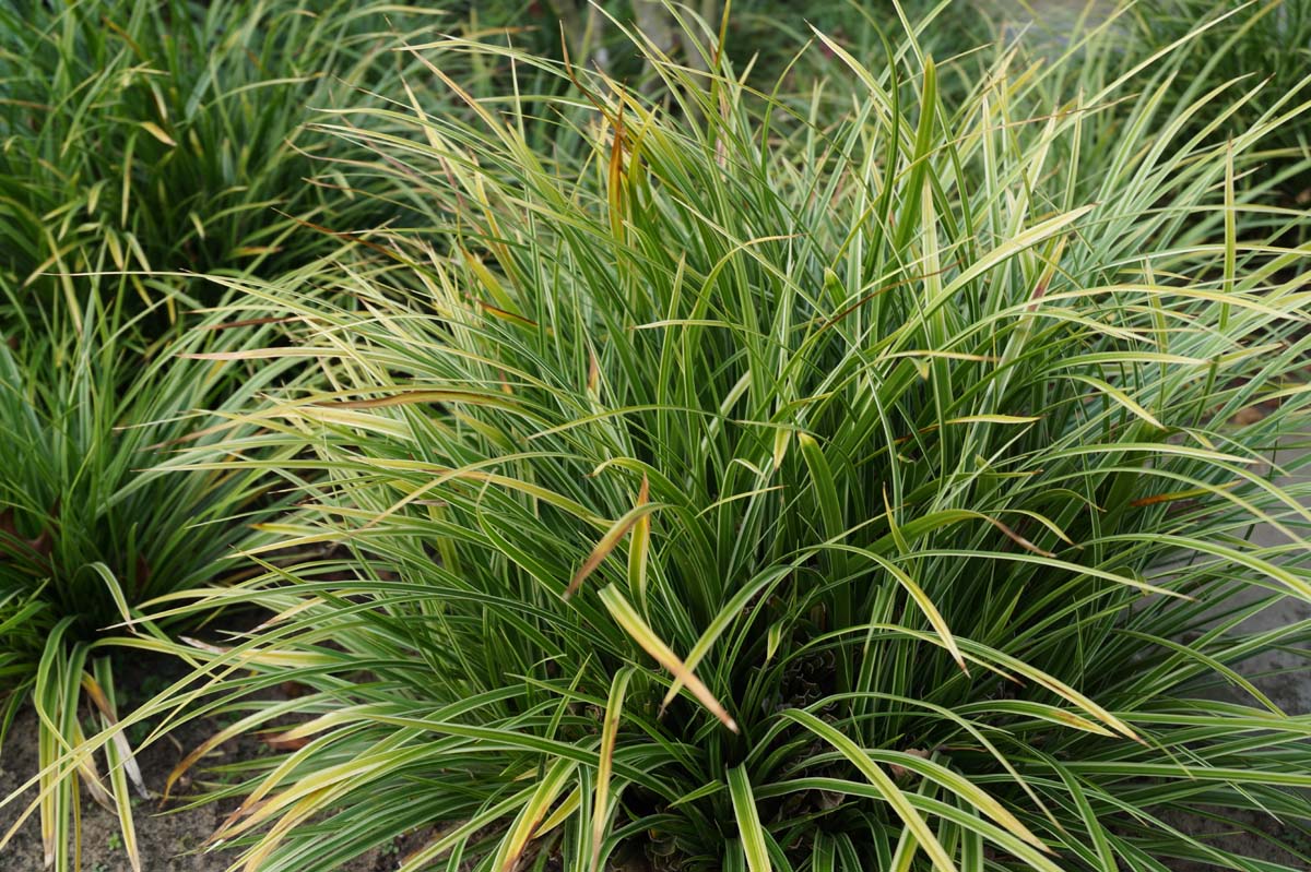 Carex morrowii 'Ice Dance'