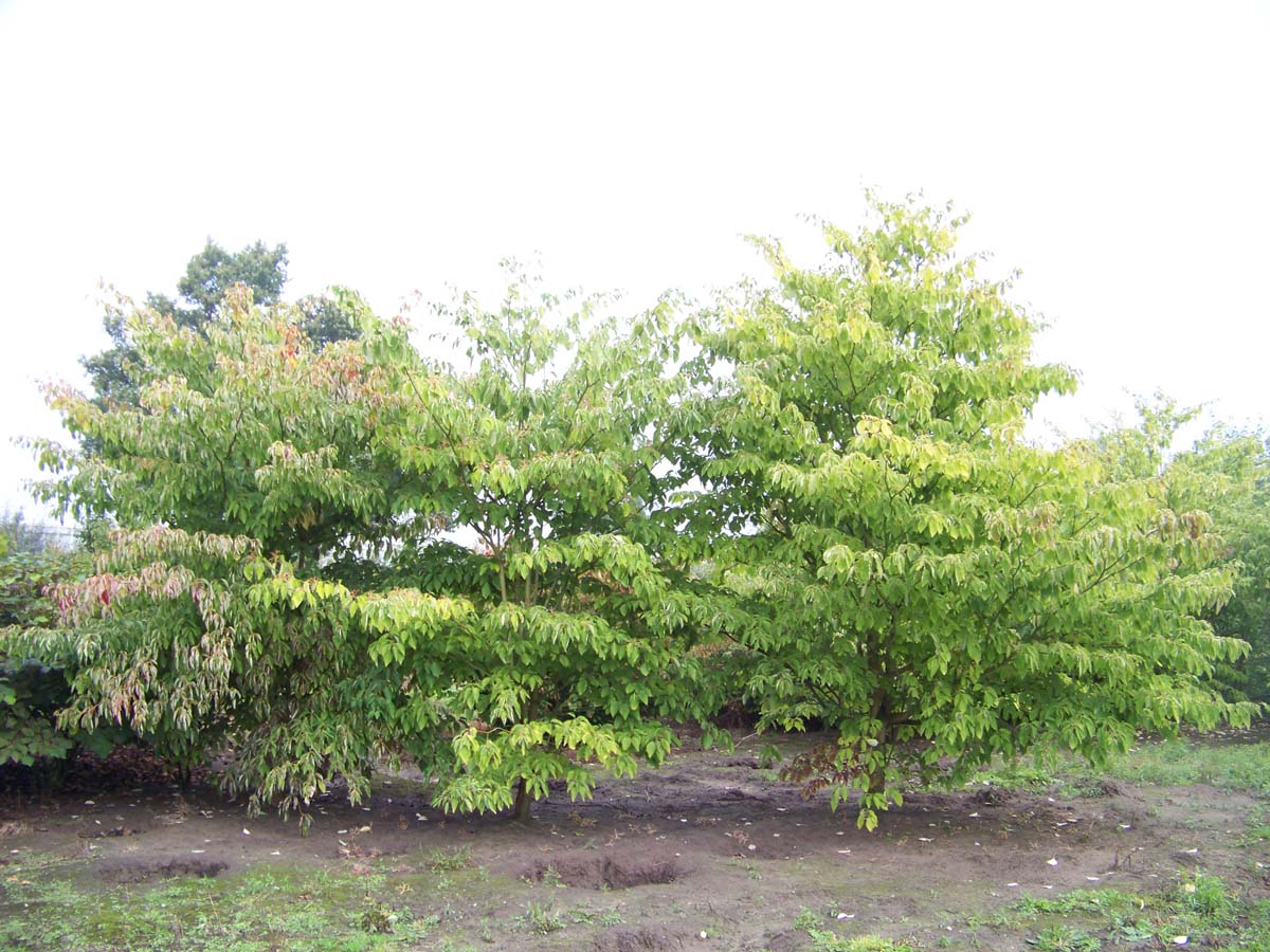 Cornus controversa 'Pagoda'