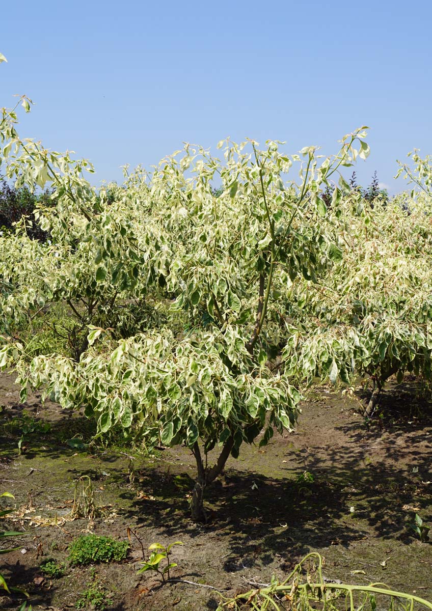 Cornus controversa 'Variegata'
