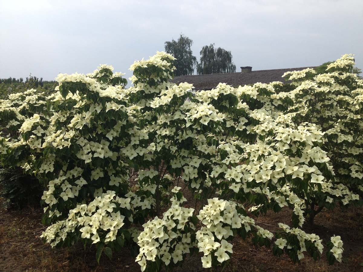 Cornus kousa 'National' Mehrstämmig / Strauch