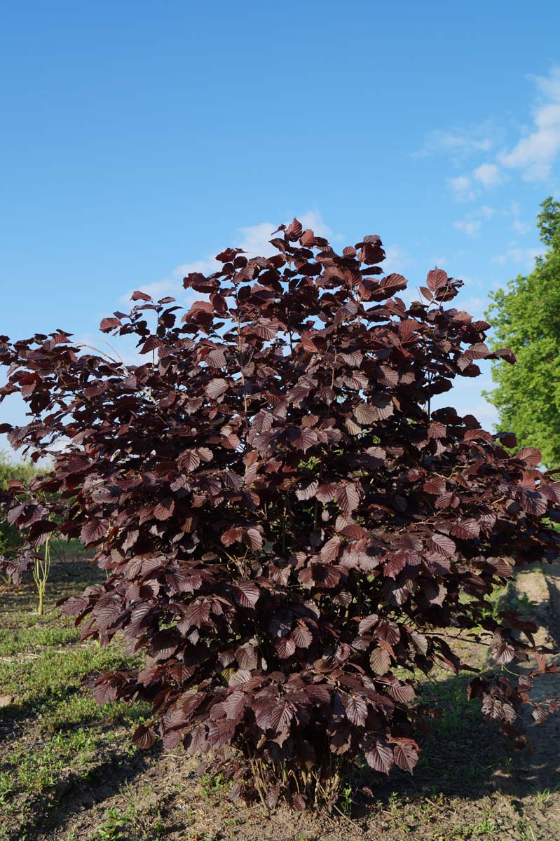 Corylus maxima 'Purpurea' meerstammig / struik