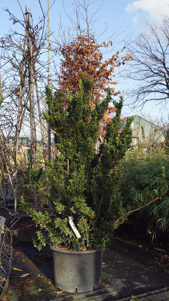 Euonymus japonicus 'Green Spire' meerstammig / struik