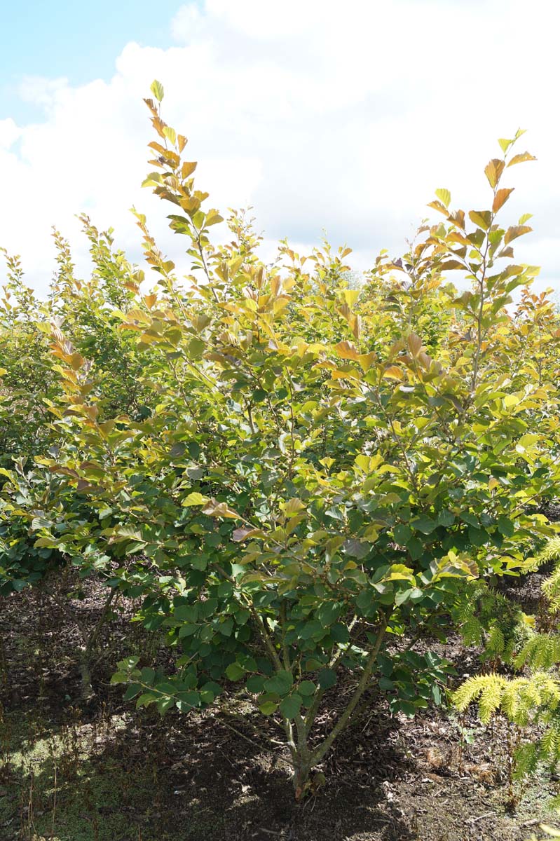 Hamamelis vernalis 'Amethyst' meerstammig / struik