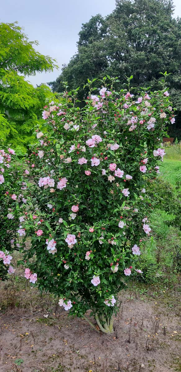 Hibiscus syriacus 'Lady Stanley' meerstammig / struik