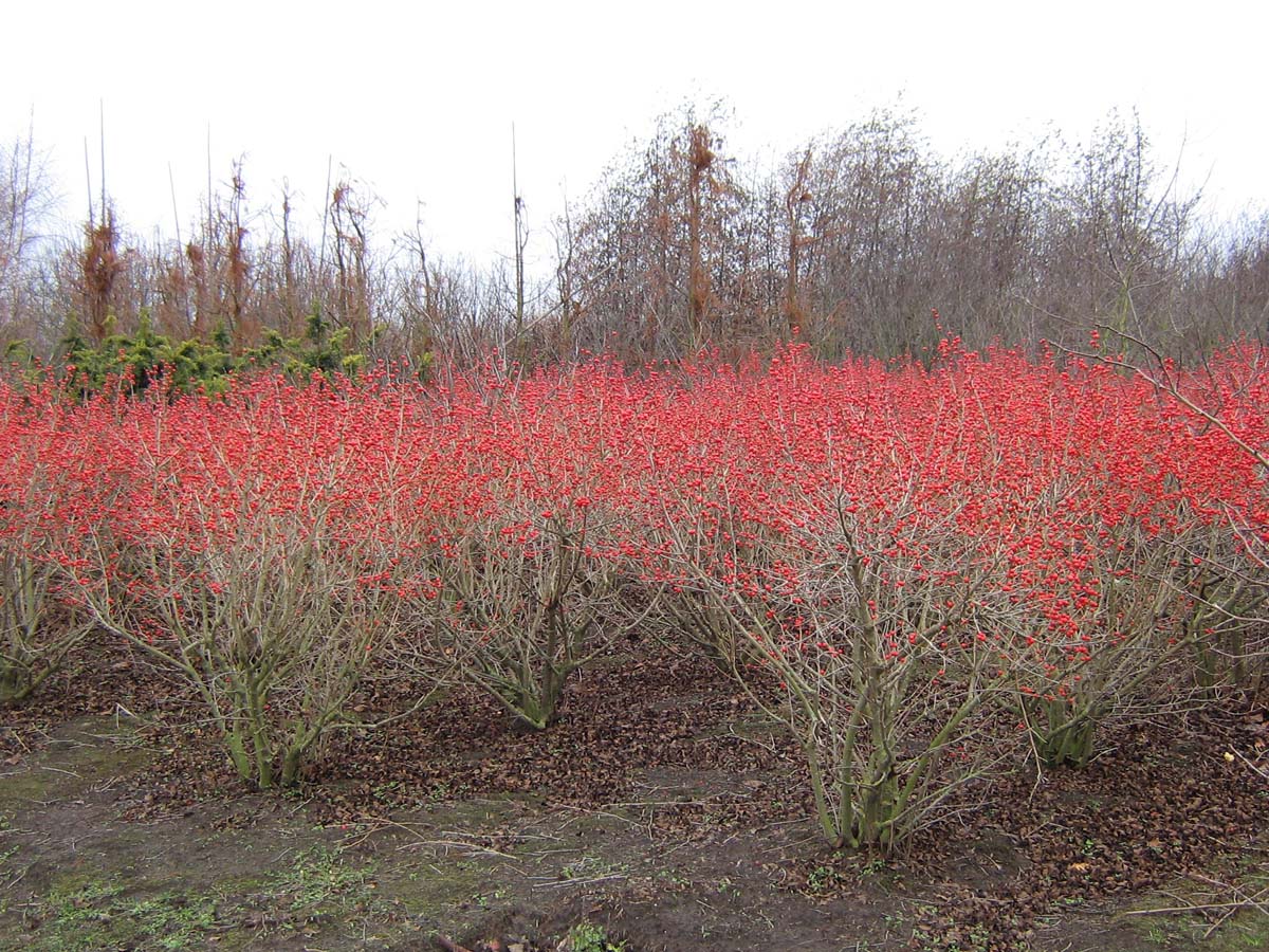 Ilex verticillata Tuinplanten