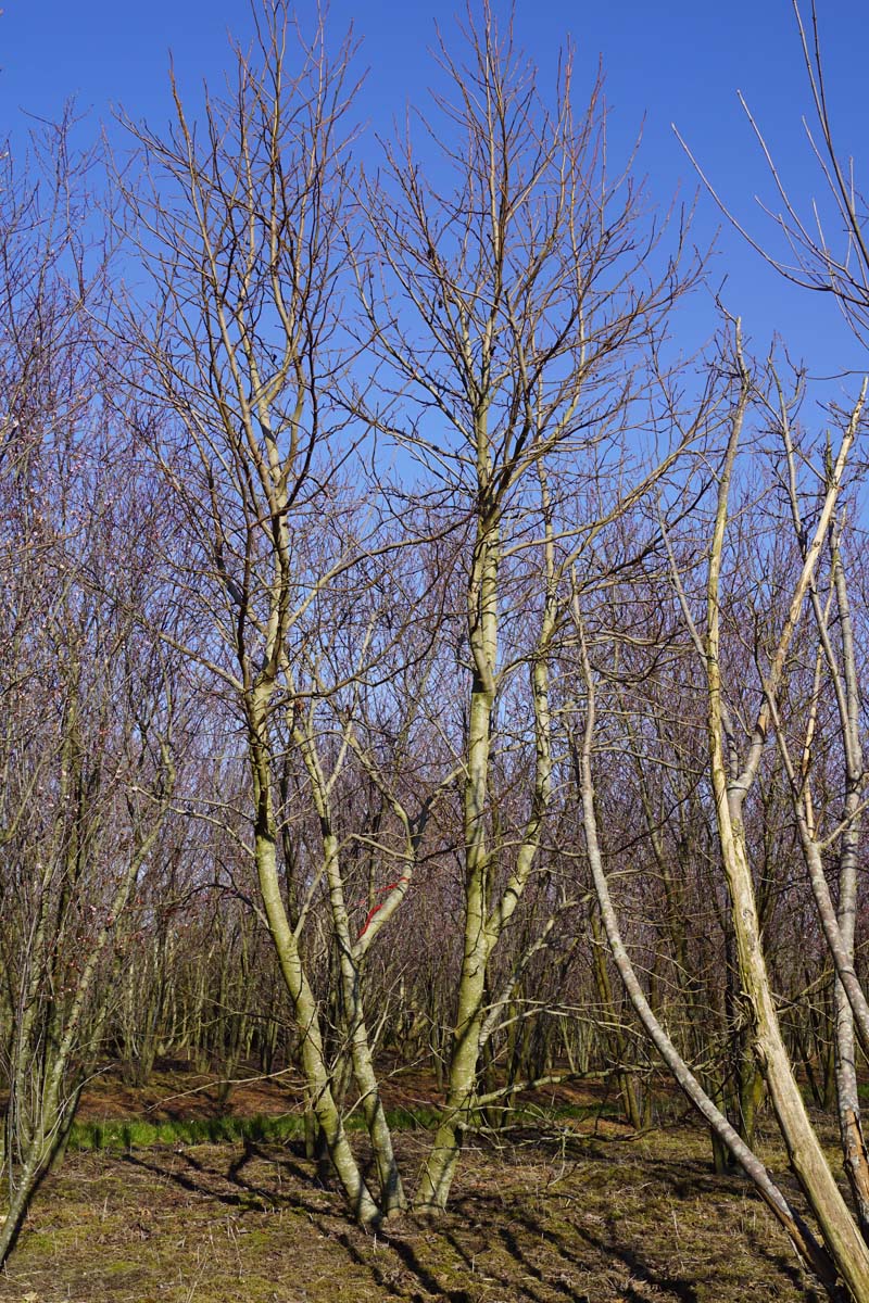 Liquidambar styraciflua 'Worplesdon' meerstammig / struik