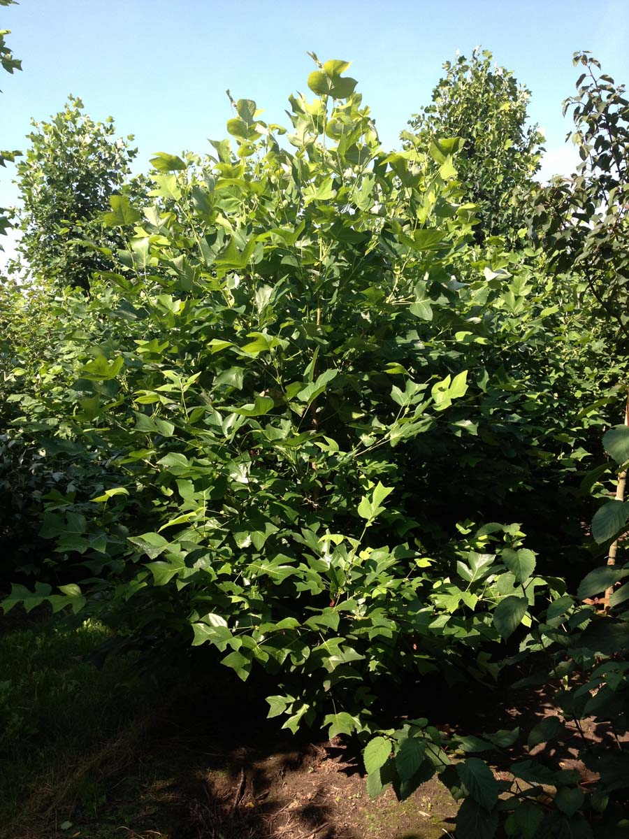 Liriodendron tulipifera 'Fastigiatum' meerstammig / struik
