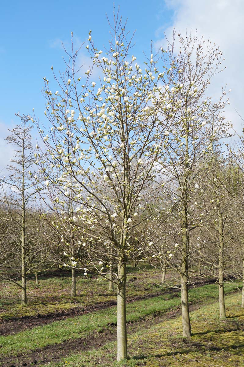 Magnolia kobus solitair