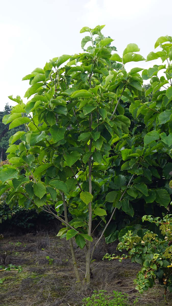 Magnolia 'Yellow Fever' meerstammig / struik