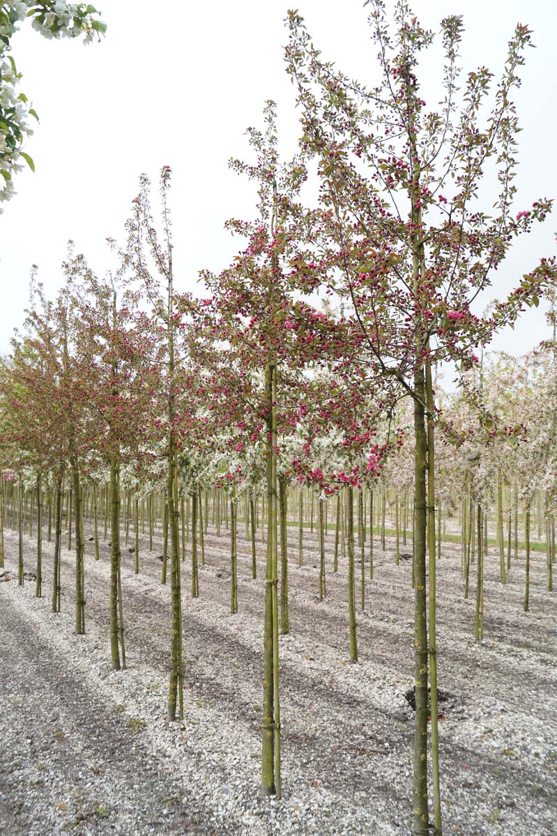 Malus 'Almey' op stam