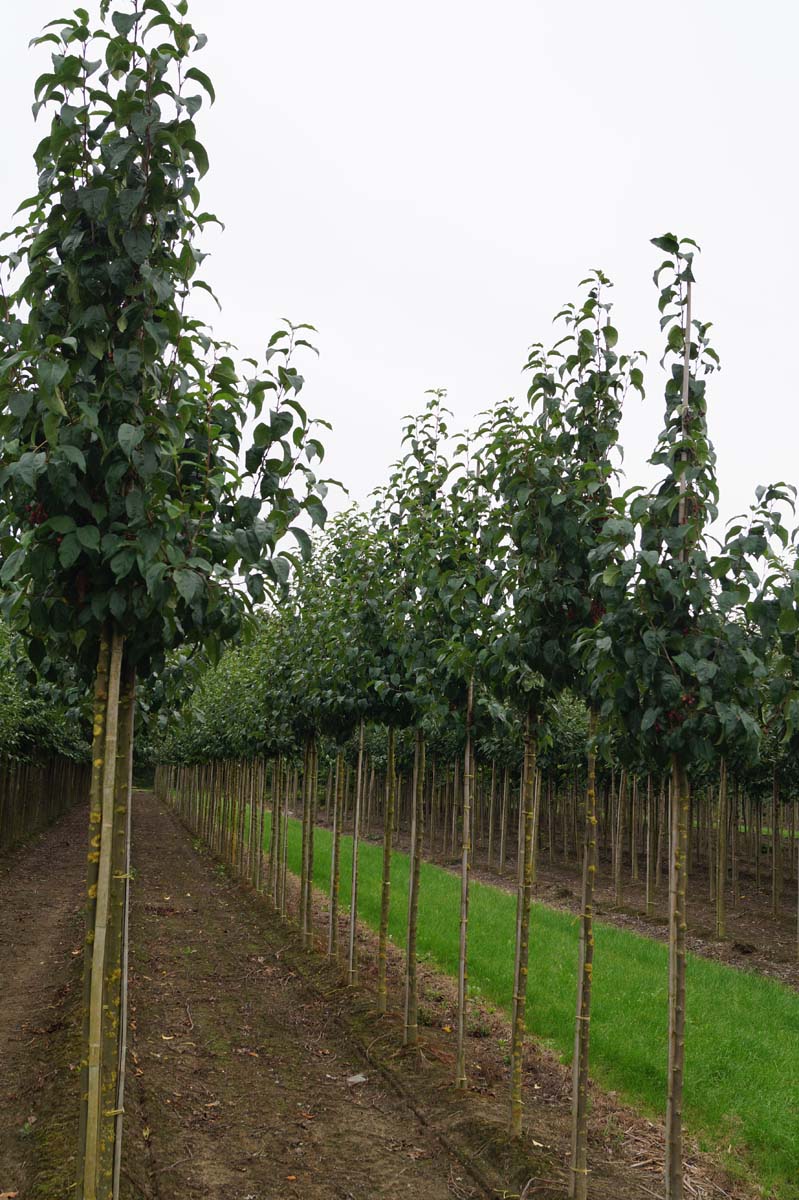 Malus baccata 'Street Parade' op stam