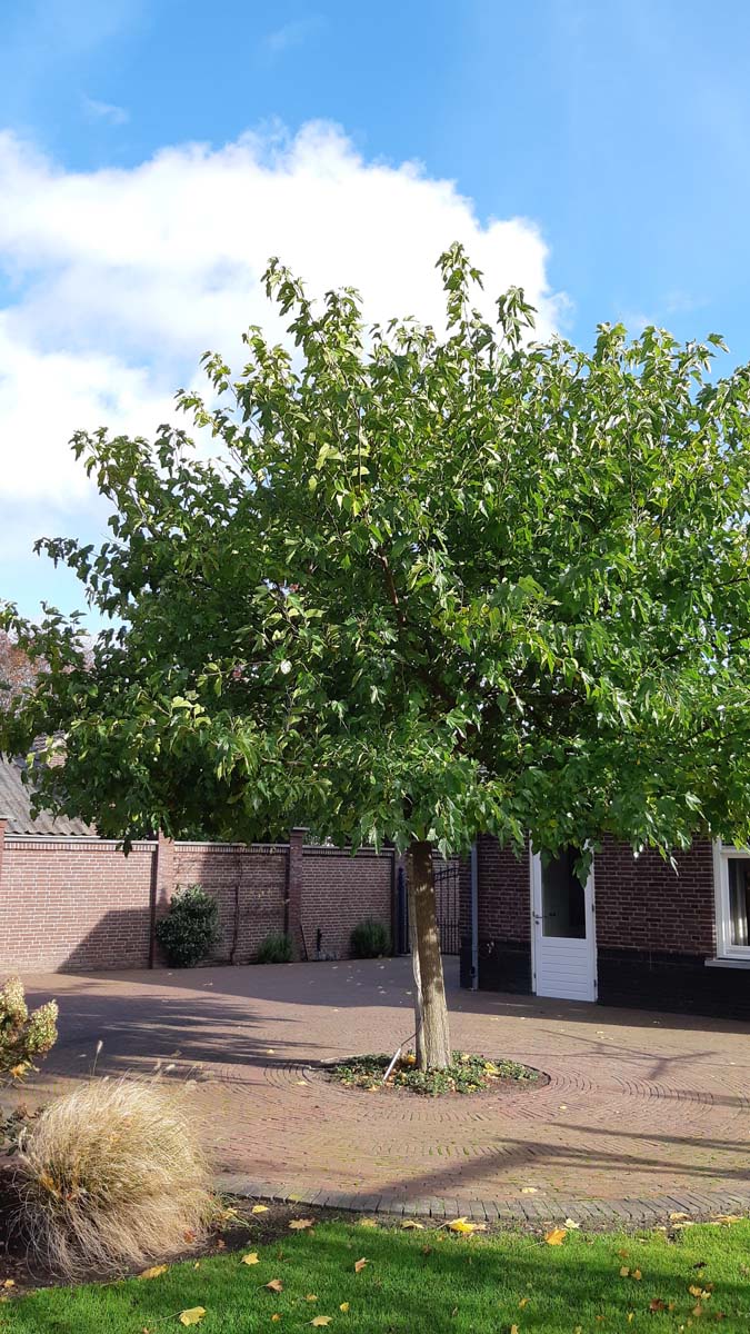 Morus alba 'Fruitless' op stam