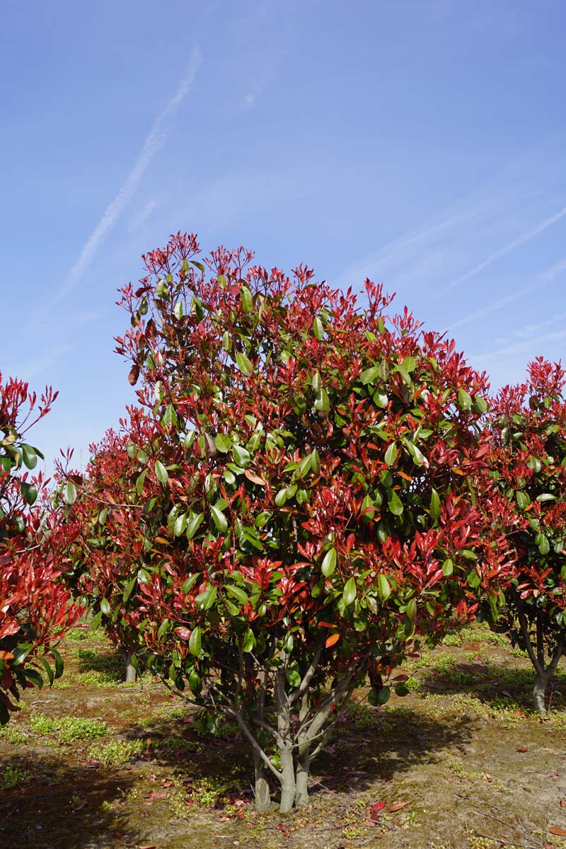Photinia fraseri 'Red Robin' meerstammig / struik