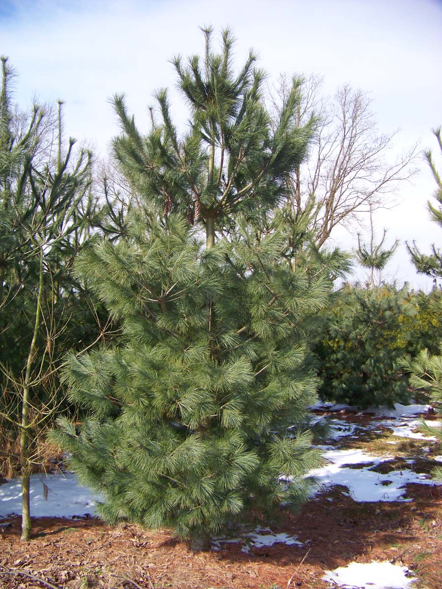 Pinus strobus solitair