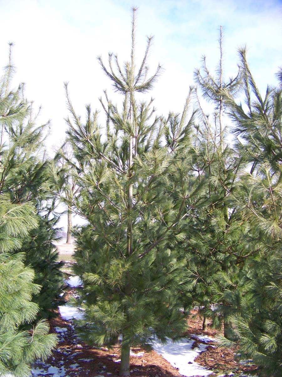 Pinus strobus solitair