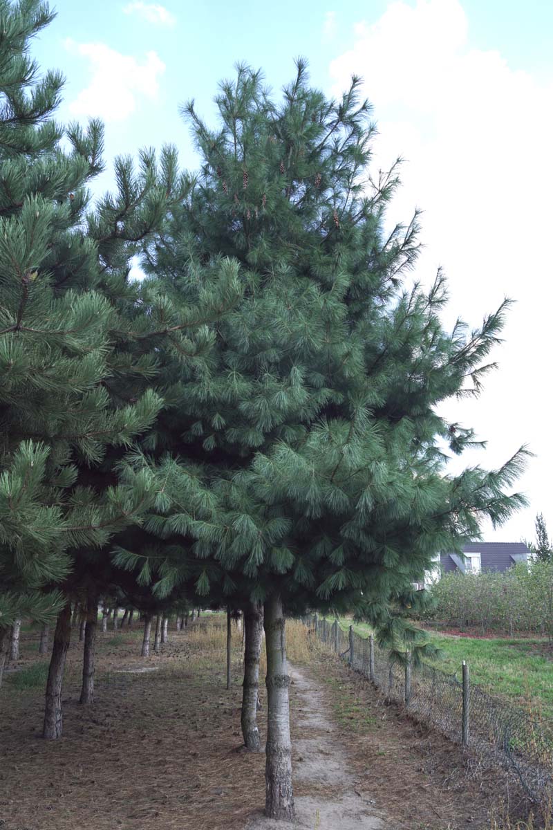 Pinus strobus auf Stamm