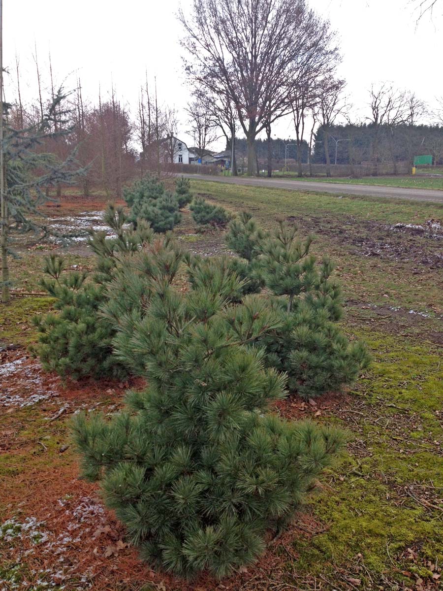 Pinus strobus 'Radiata'
