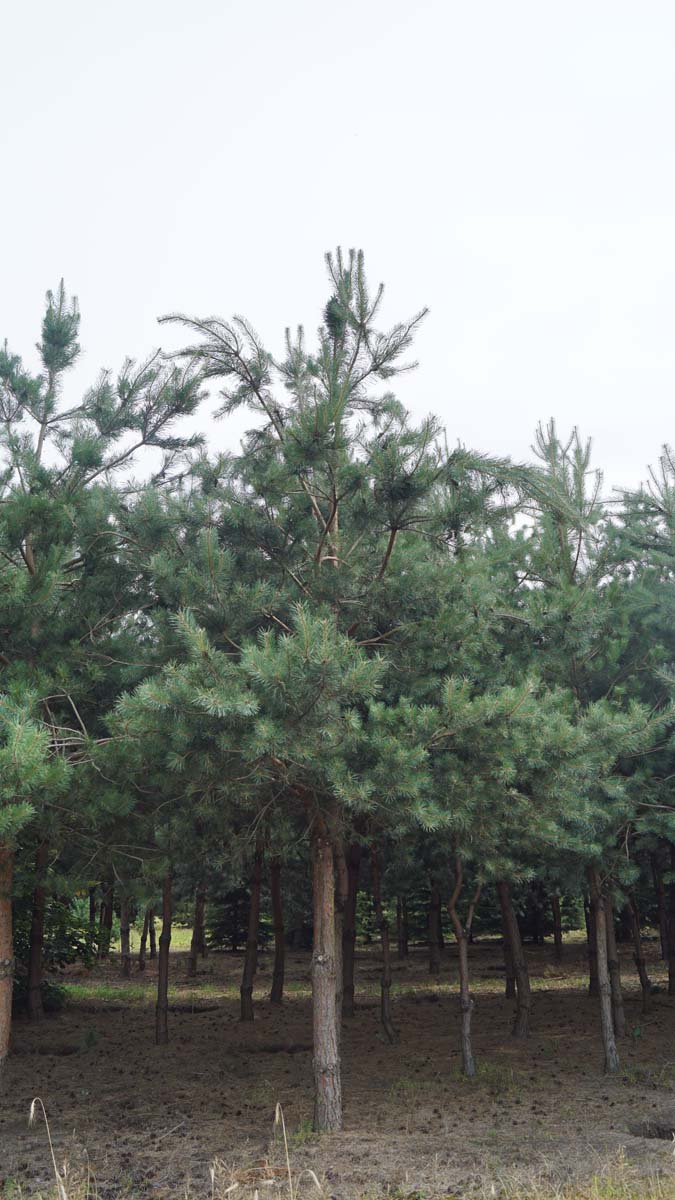 Pinus sylvestris op stam