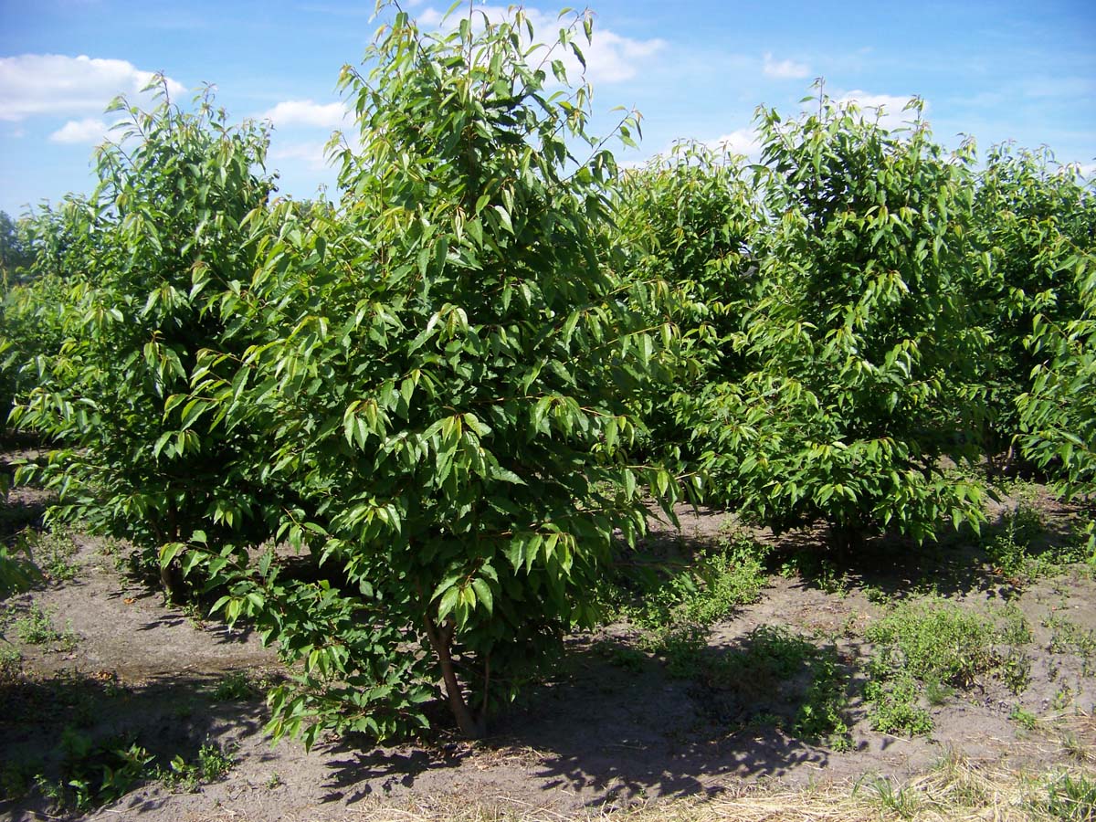 Prunus avium 'Plena' meerstammig / struik