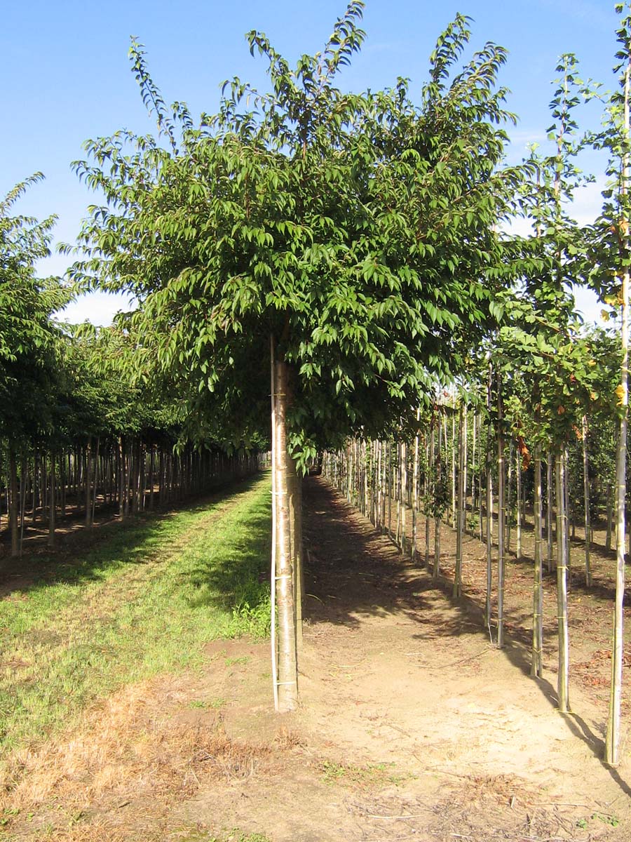 Prunus subhirtella 'Autumnalis' op stam