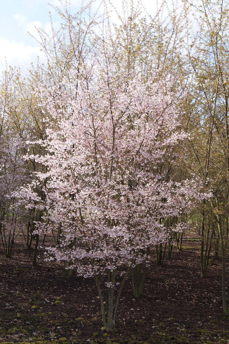 Prunus subhirtella 'Autumnalis'