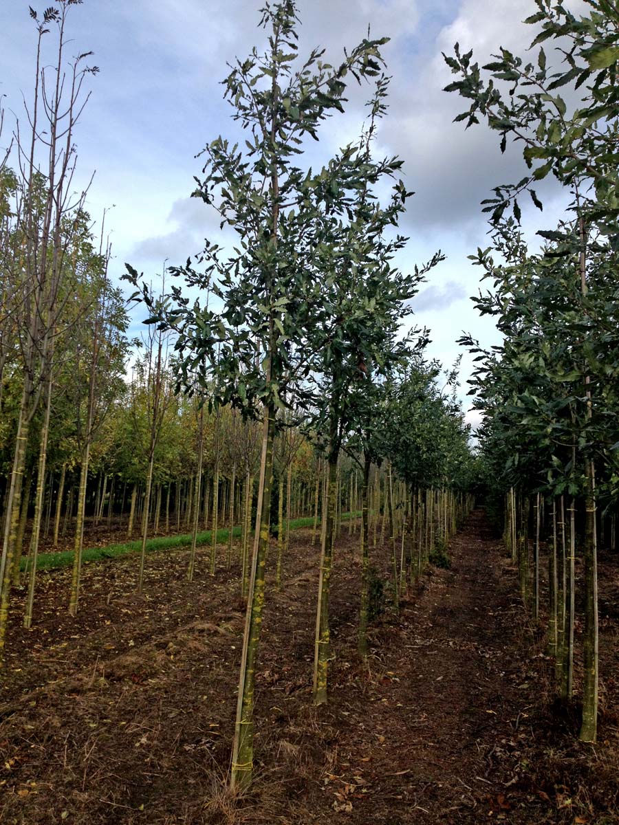 Quercus castaneifolia 'Green Spire' op stam