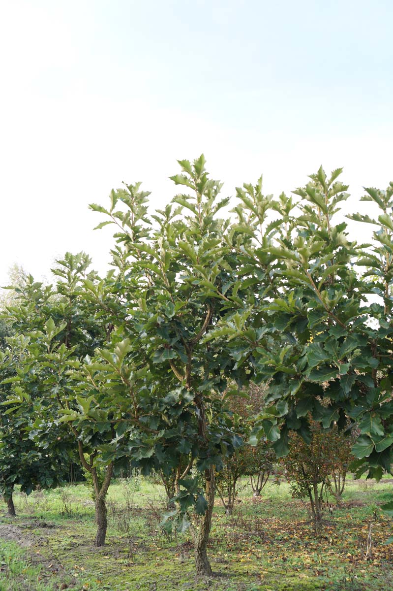 Quercus dentata 'Carl Ferris Miller' solitair