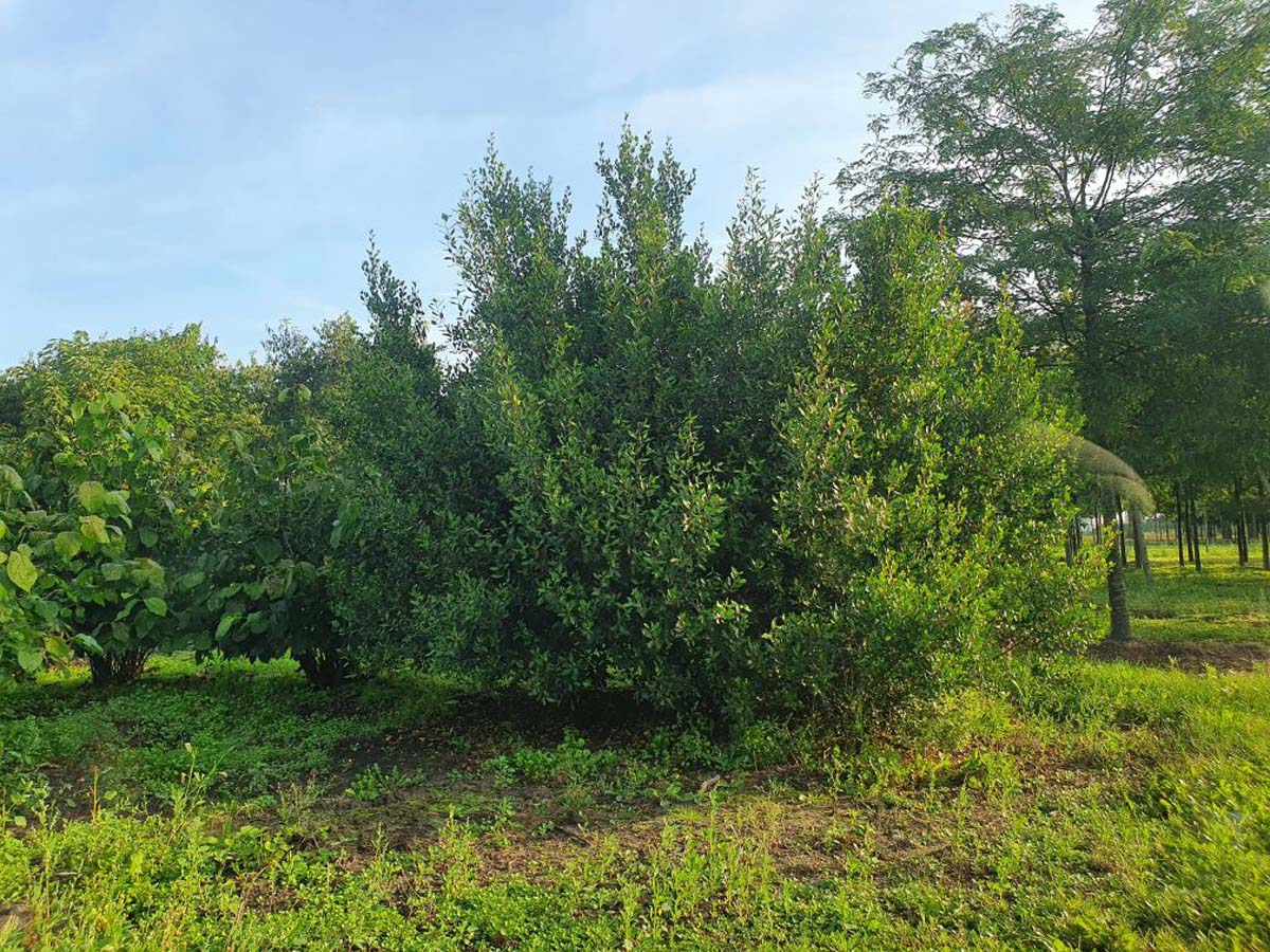 Rhamnus alaternus meerstammig / struik