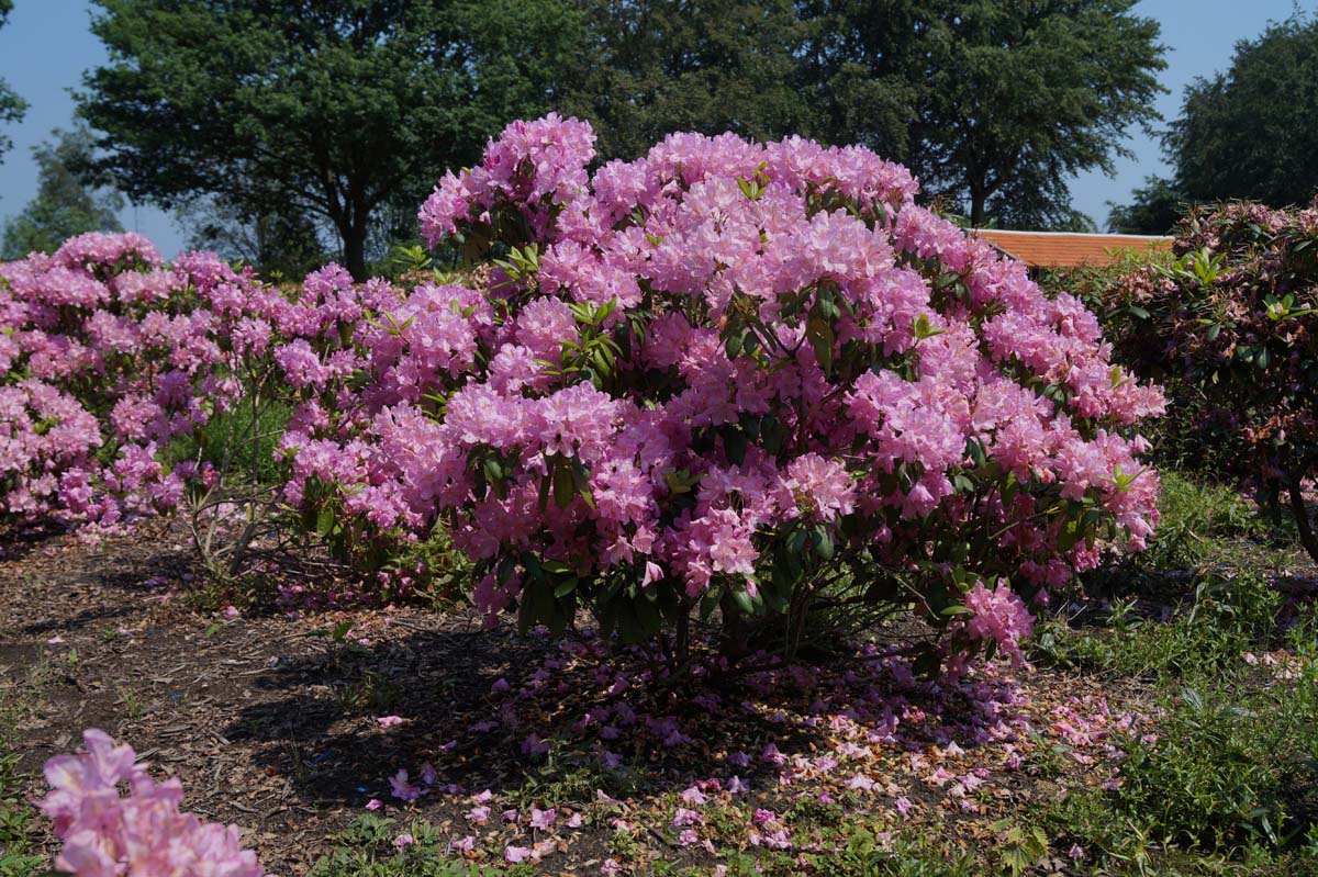 Rhododendron 'English Roseum' meerstammig / struik