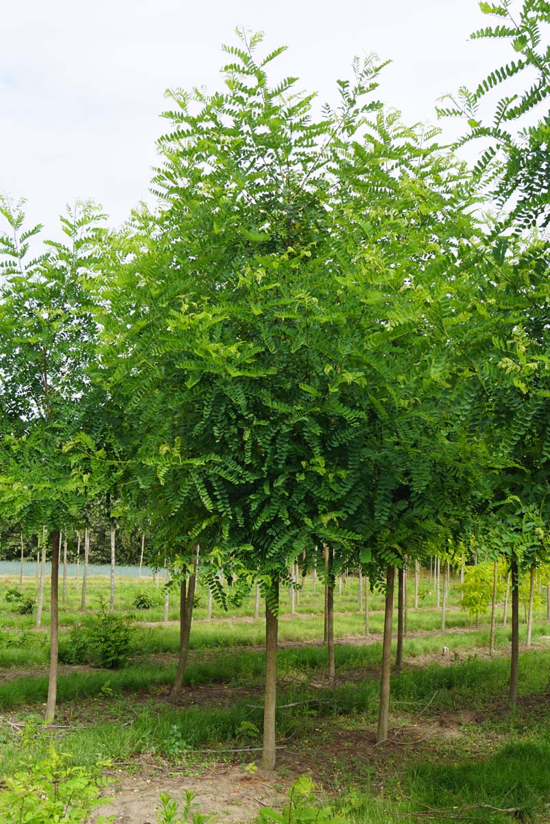 Robinia margaretta 'Pink Cascade' op stam