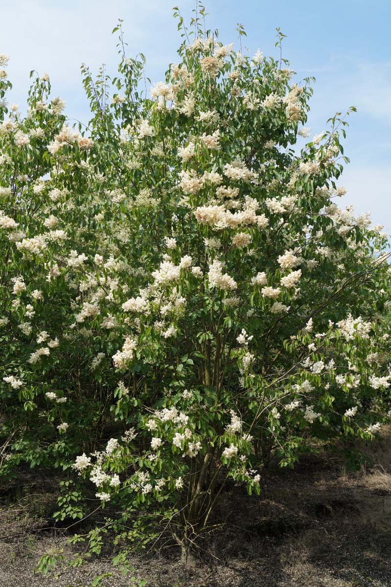 Syringa pekinensis 'Pendula' meerstammig / struik