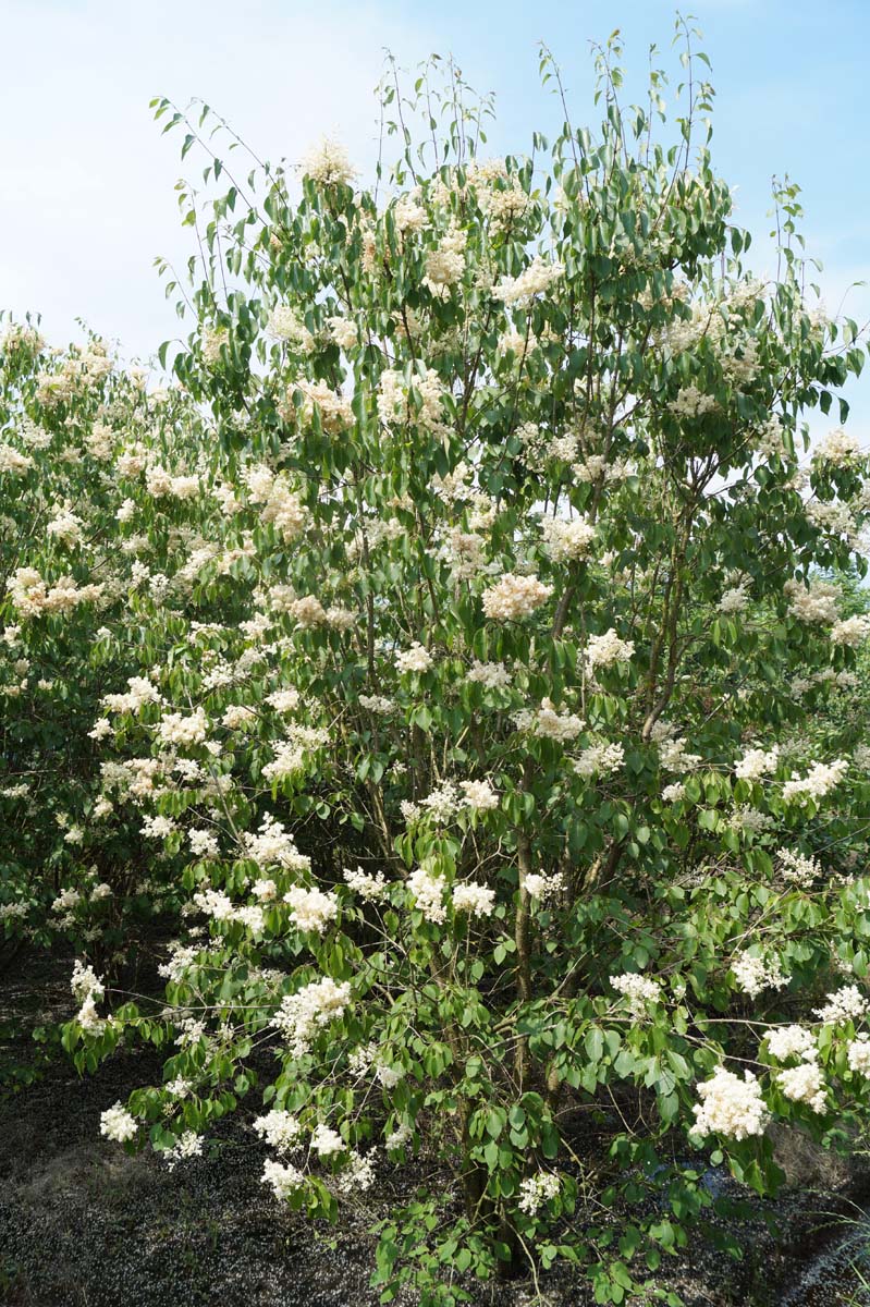 Syringa pekinensis 'Yellow Fragrance' meerstammig / struik