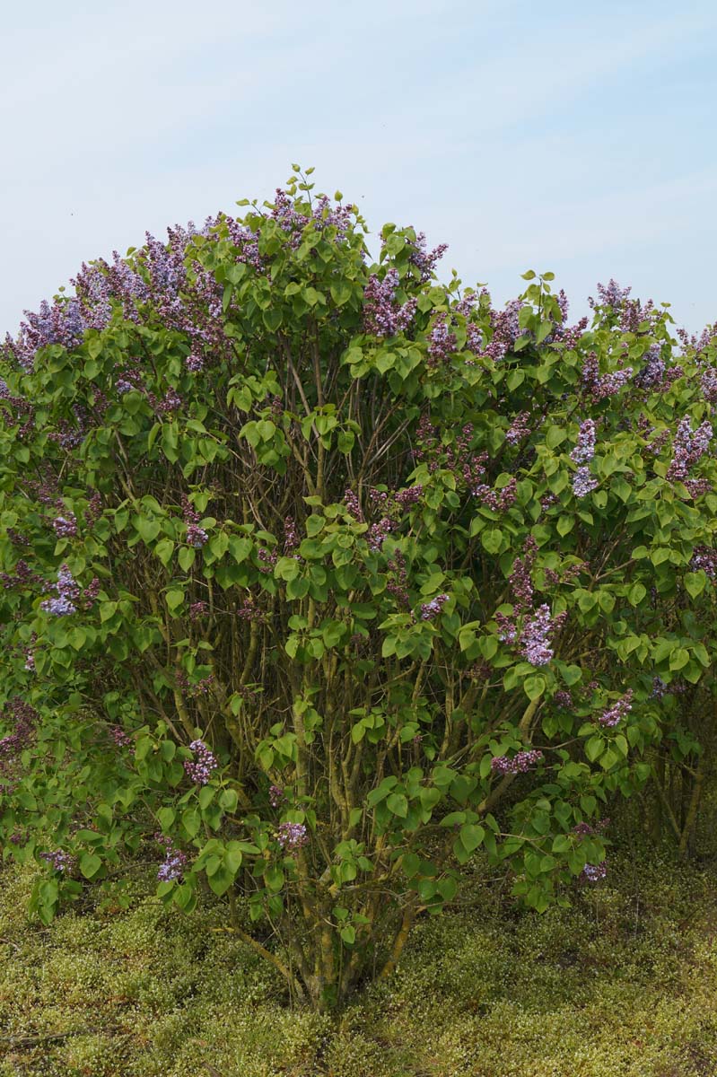 Syringa vulgaris 'Prof. Hoser' meerstammig / struik