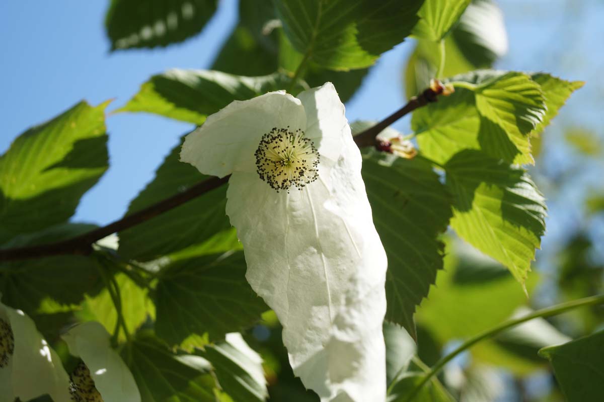 Davidia involucrata solitair