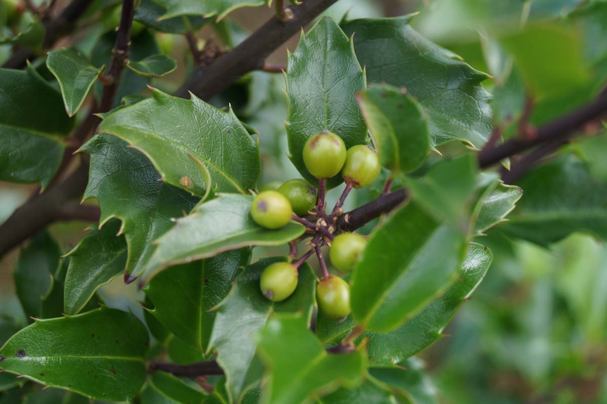 Ilex meserveae 'Blue Princess'
