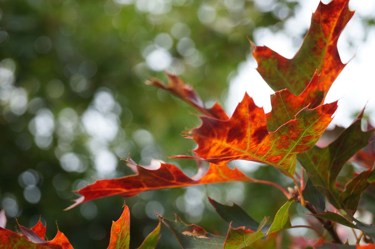 Quercus rubra Heckenpflanze