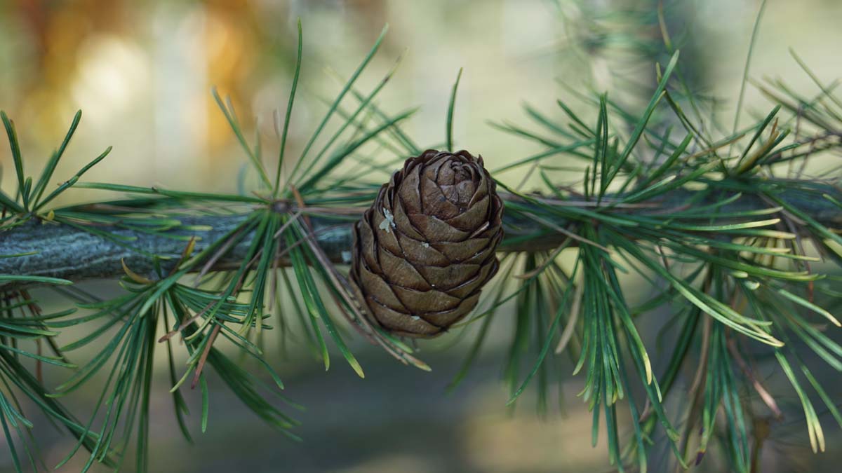 Larix decidua solitair