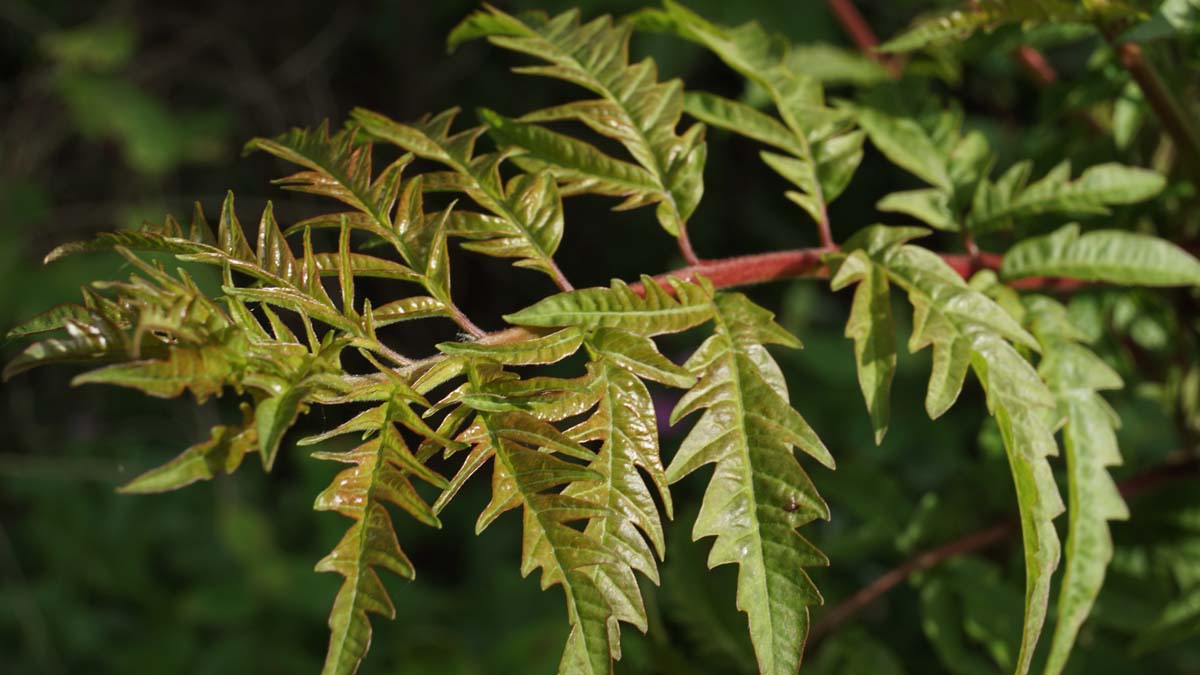 Rhus typhina 'Dissecta'