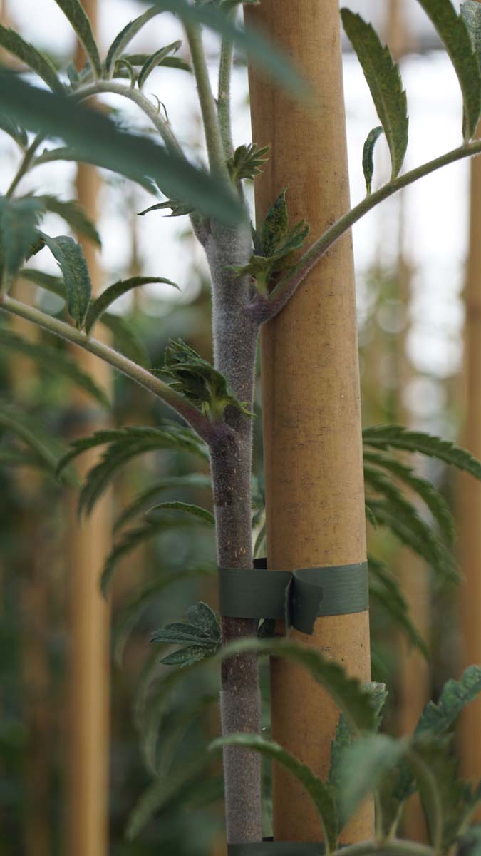 Sorbus 'Chinese Lace' auf Stamm
